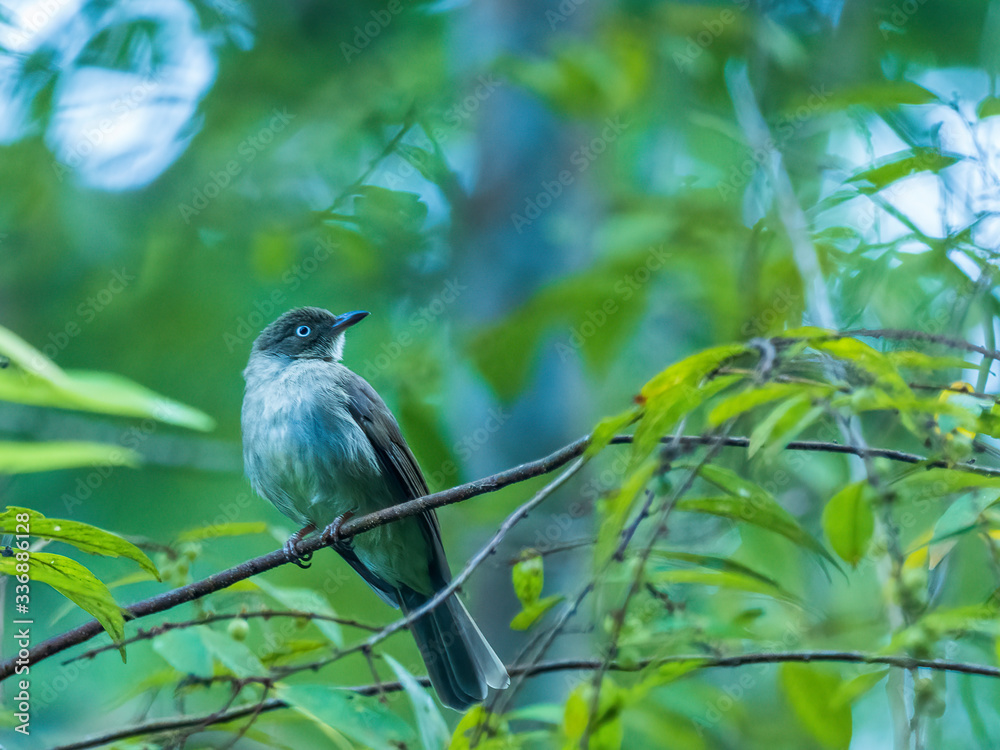 The Cream-vented Bulbul (Pycnonotus simplex) also known as the White ...
