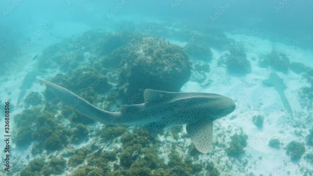 Vidéo Stock Underwater footage of a Leopard Shark (Stegostoma fasciatum ...