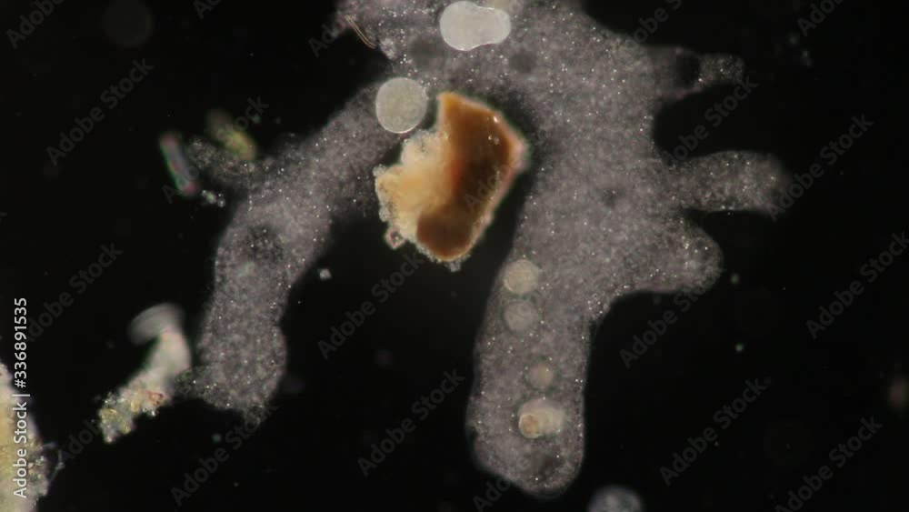 Amoebae move and feed by using pseudopods, which are bulges of ...