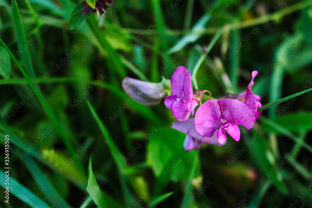 Purple flower of Lathyrus tuberosus, tuberous pea, tuberous vetchling ...