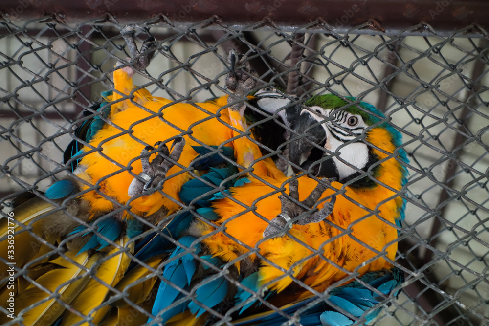 perroquet en cage Stock Photo | Adobe Stock