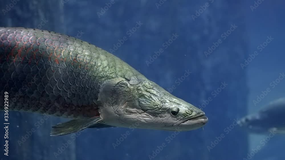 Large Arapaima Also Known As Pirarucu In The Freshwater Aquarium ...