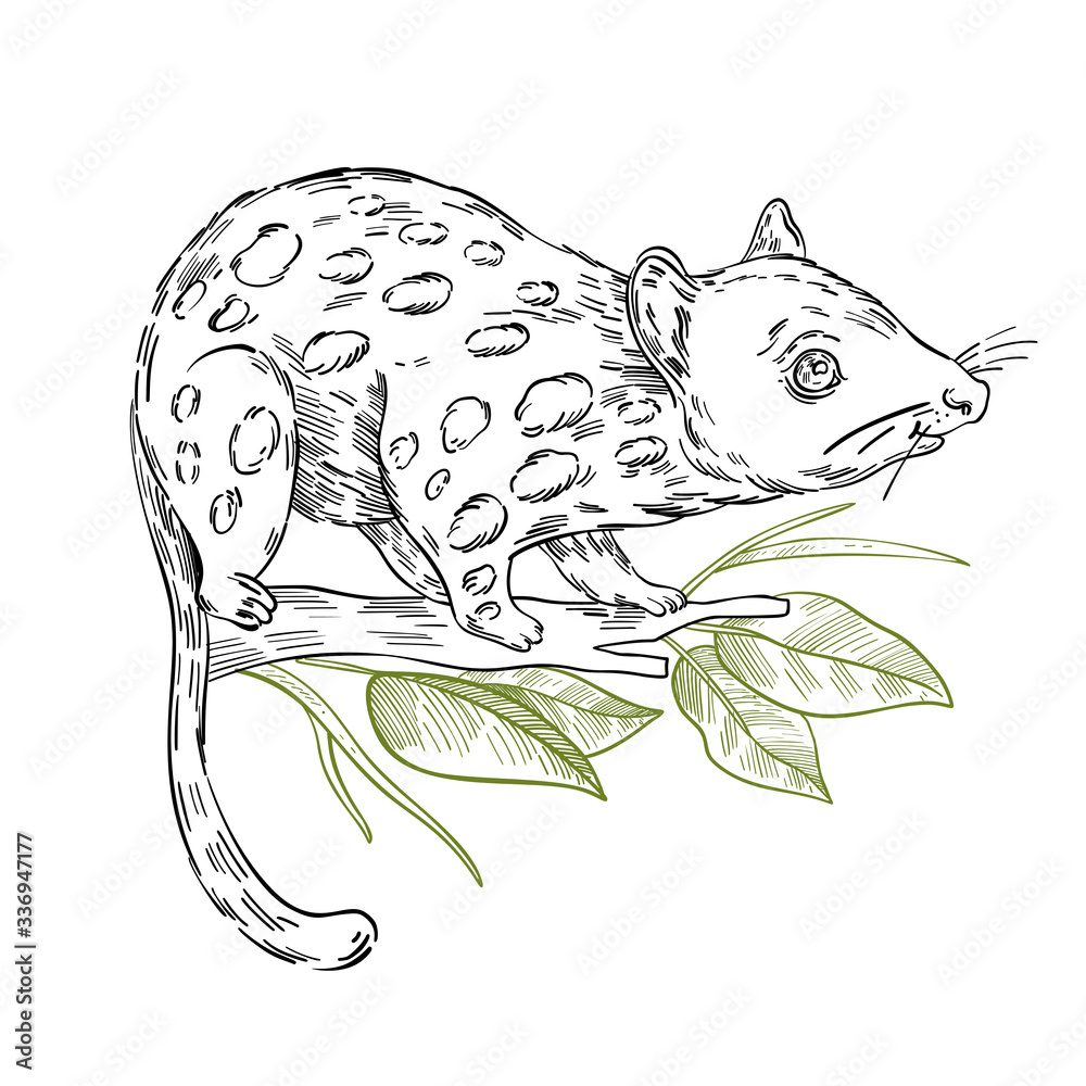 Vector stock illustration with adorable quoll with spots on the branch ...