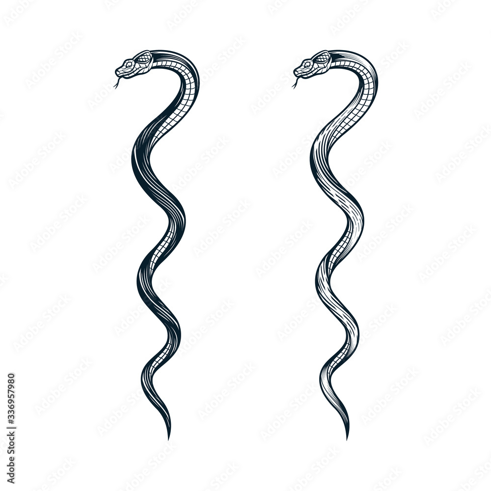 Two twisted snakes. Vector illustration in engraving technique ...