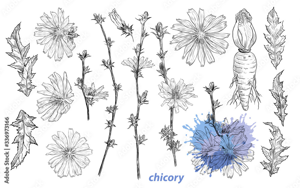 .Chicory. A collection of sketches of various flowers, leaves and ...