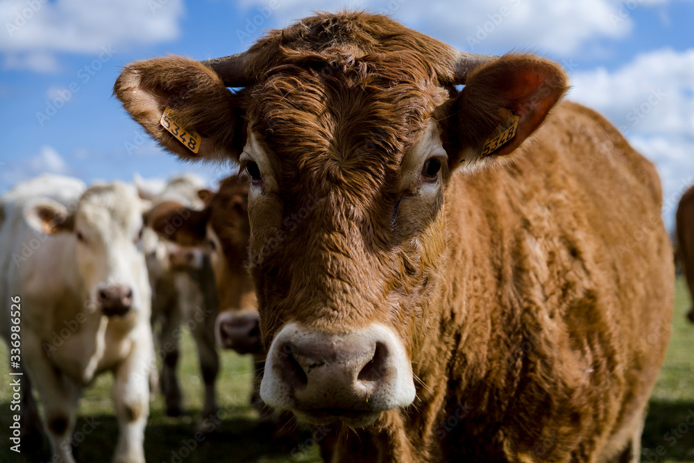 Troupeau de vaches Stock Photo | Adobe Stock