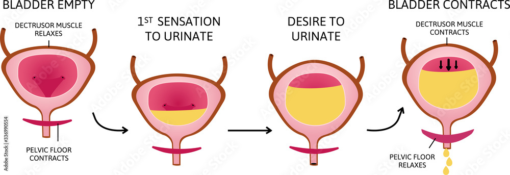How The Bladder Works. the bladder muscles contract while the sphincter ...