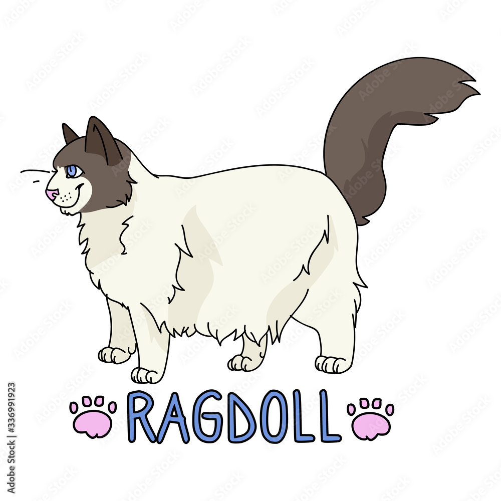 Cute cartoon ragdoll cat with text vector clipart. Pedigree kitty breed ...