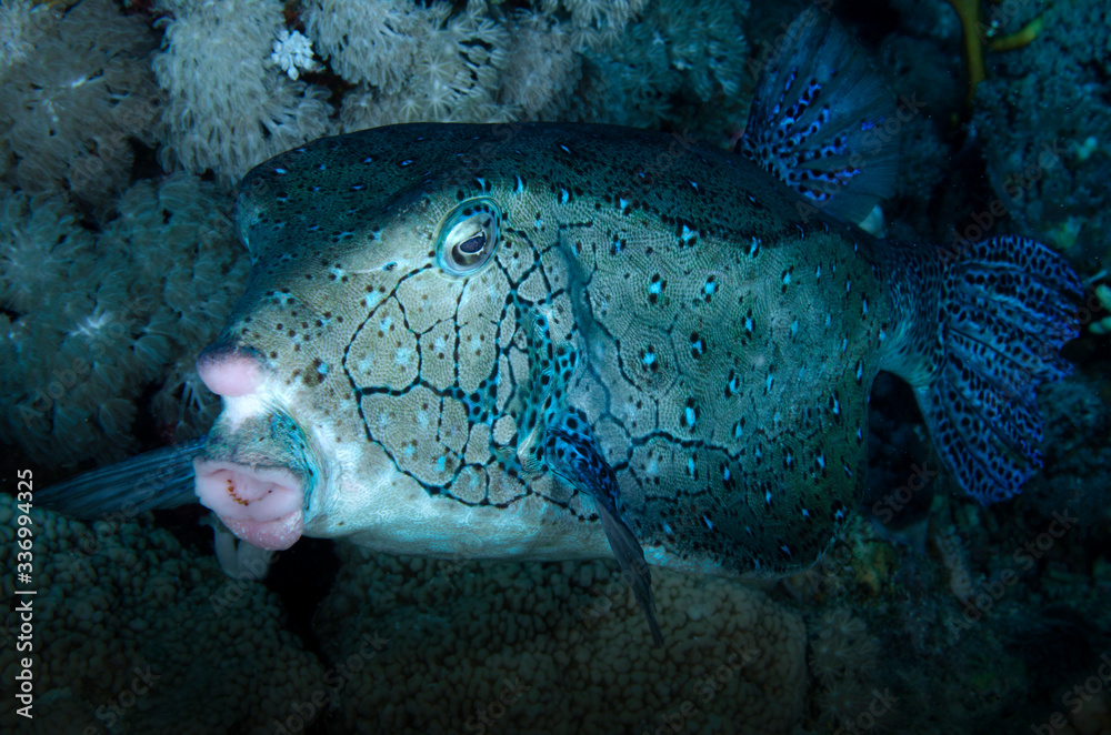 pesce scatola Stock Photo | Adobe Stock