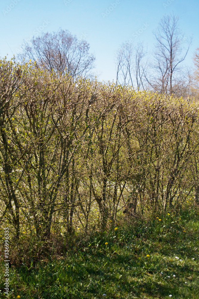 Common privet hedge with fresh new leaves on springtime season ...
