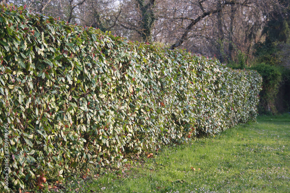 Red Robin Photinia hedge on late winter on a sunny day. Photinia x ...