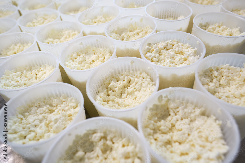 Stage in production of cheese - Forming pressing of cheese mass. Cheese ...
