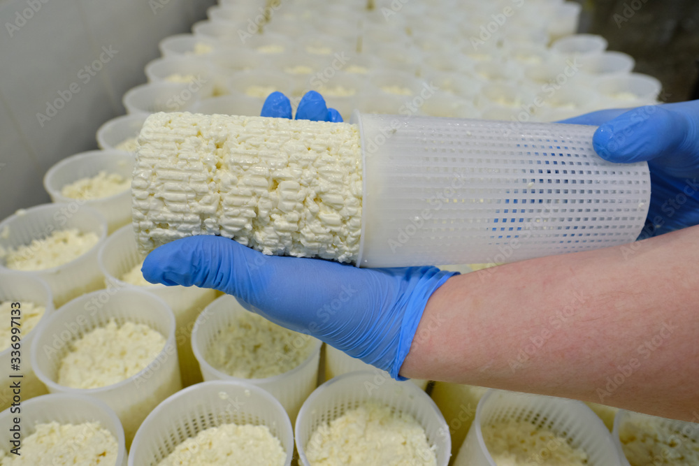 Stage in production of cheese - Forming pressing of cheese mass. Cheese ...