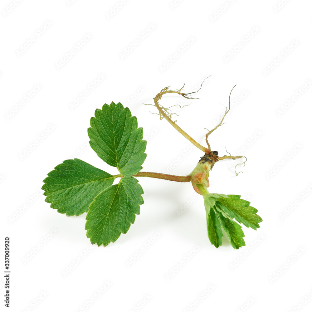 Strawberry seedling with root isolated on white background. Organic ...
