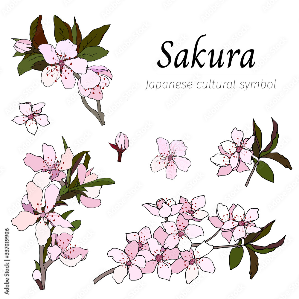 Vector set of sakura branches with pink flowers isolated on white ...