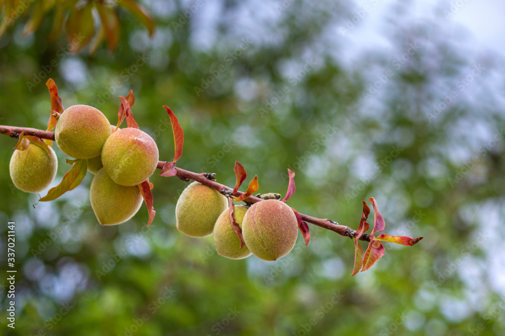 Growing peaches, species Prunus persica a deciduous tree native to ...