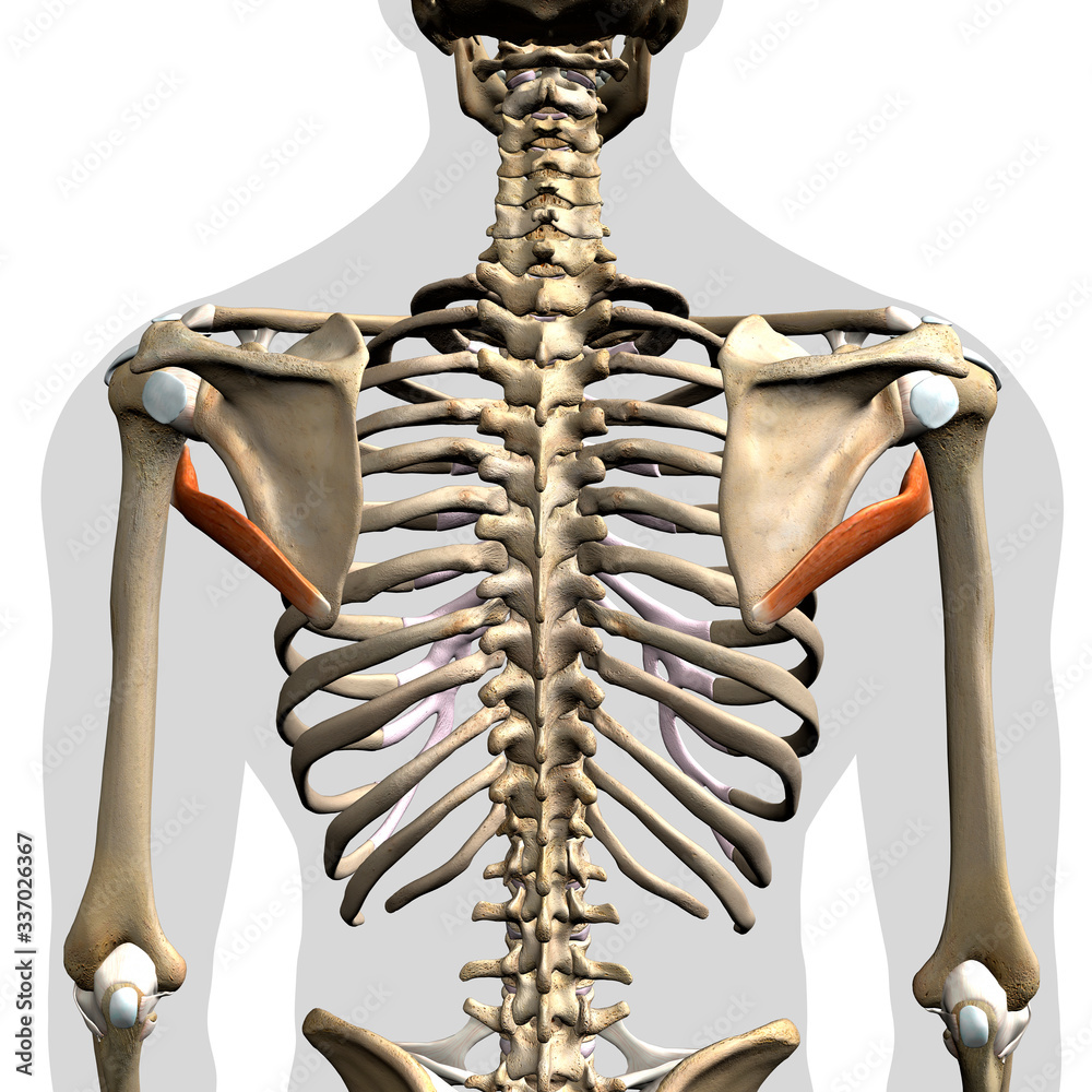 Teres Major Muscles Isolated in Posterior View Human Anatomy on White ...