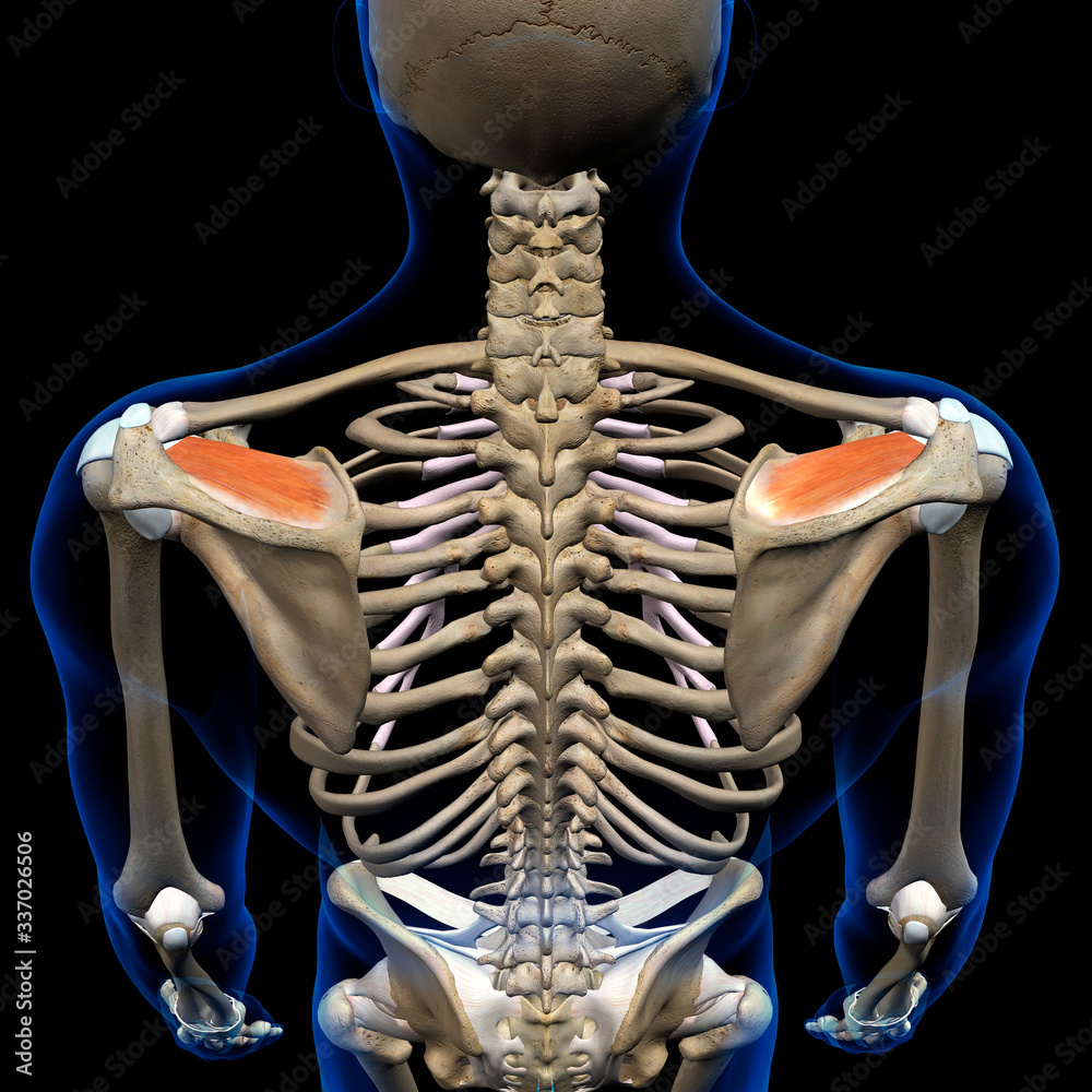 Supraspinatus Muscles Isolated in Posterior View Human Anatomy on Black ...