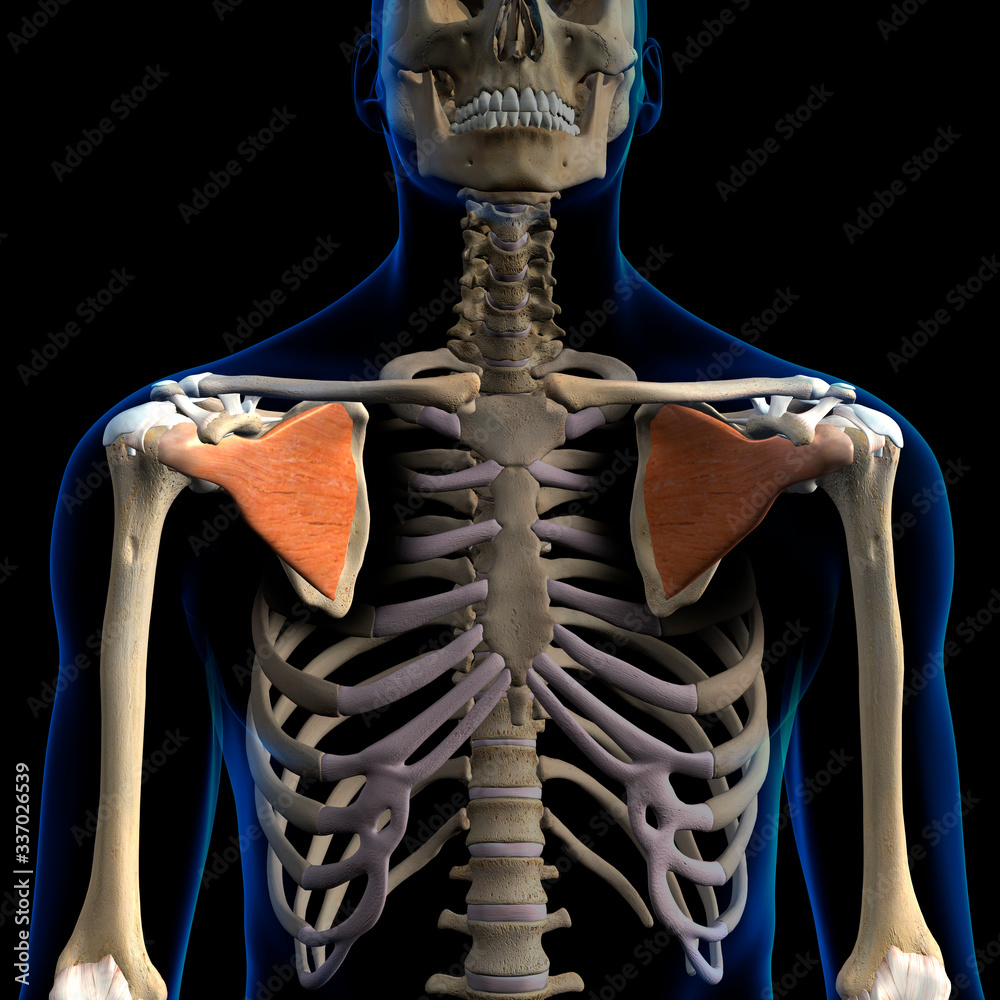 Subscapularis Muscles Isolated in Anterior View Anatomy on Black ...