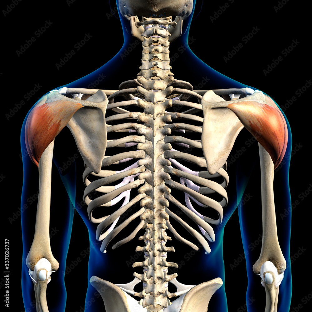 Deltoid Muscles Isolated in Posterior View Human Anatomy on Black ...
