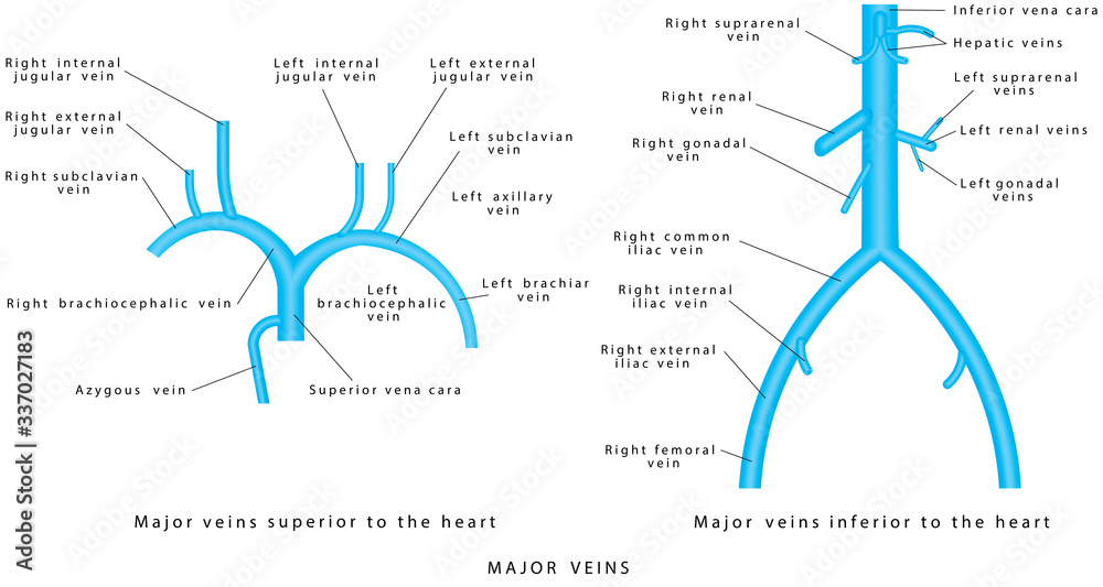Major veins. Major veins. Venous system. Major veins superior to the ...