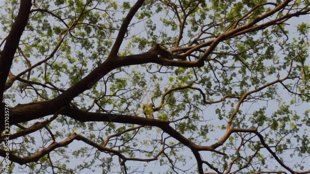 Wide angle high forest deciduous tree top branch plant orange and ...