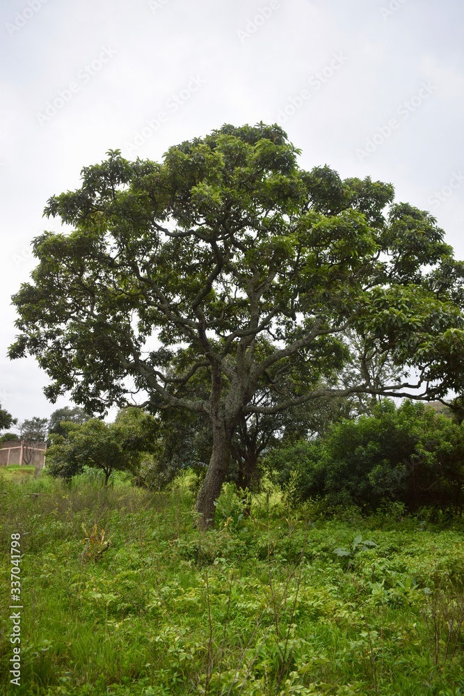 Big African tree in front of a sunshine Stock Photo | Adobe Stock