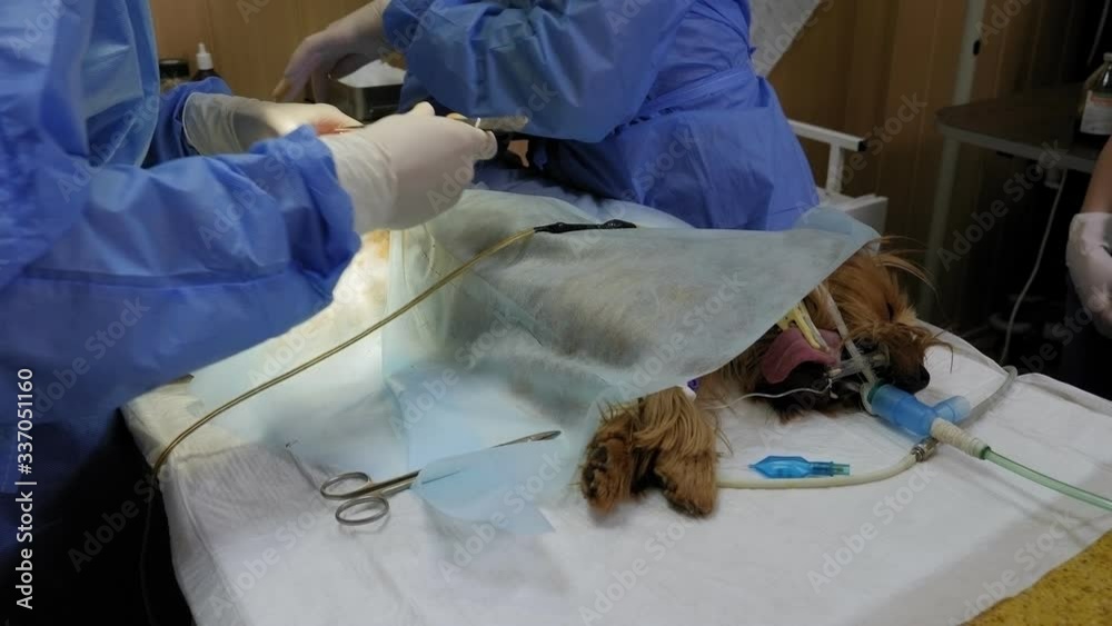 Close-up operation paws dog in a veterinary clinic. Operation of ...