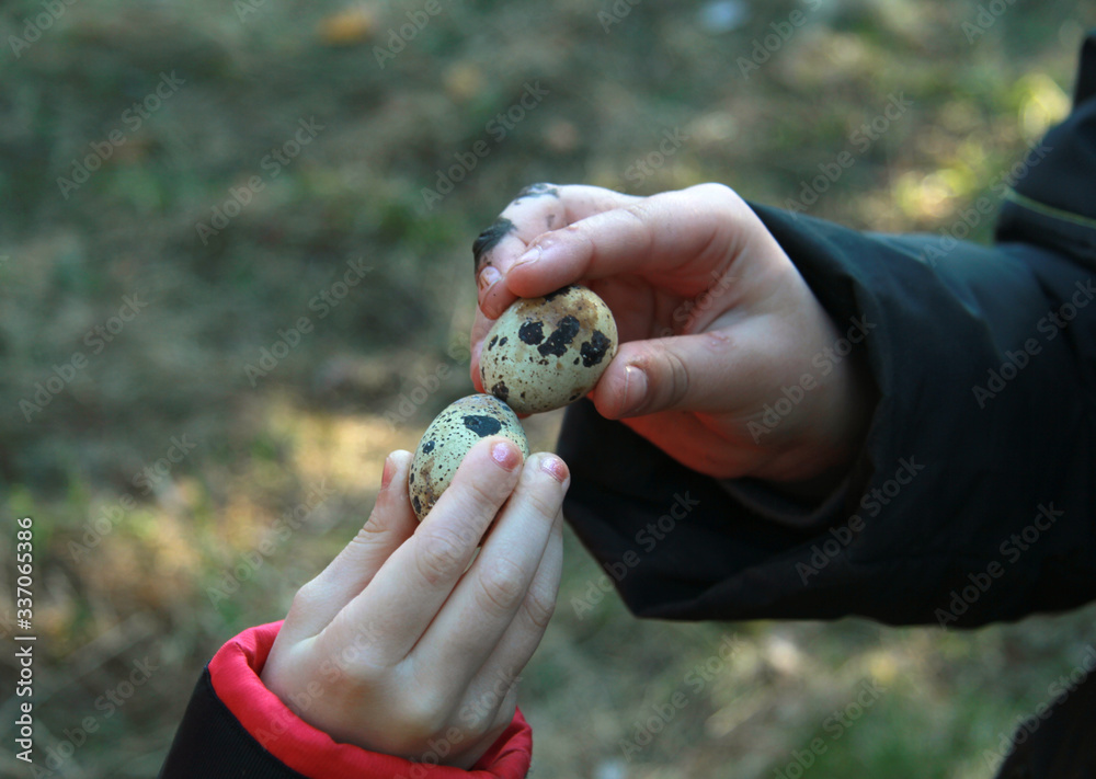 The hands of the girl and the boy hold the quail eggs and knock them ...