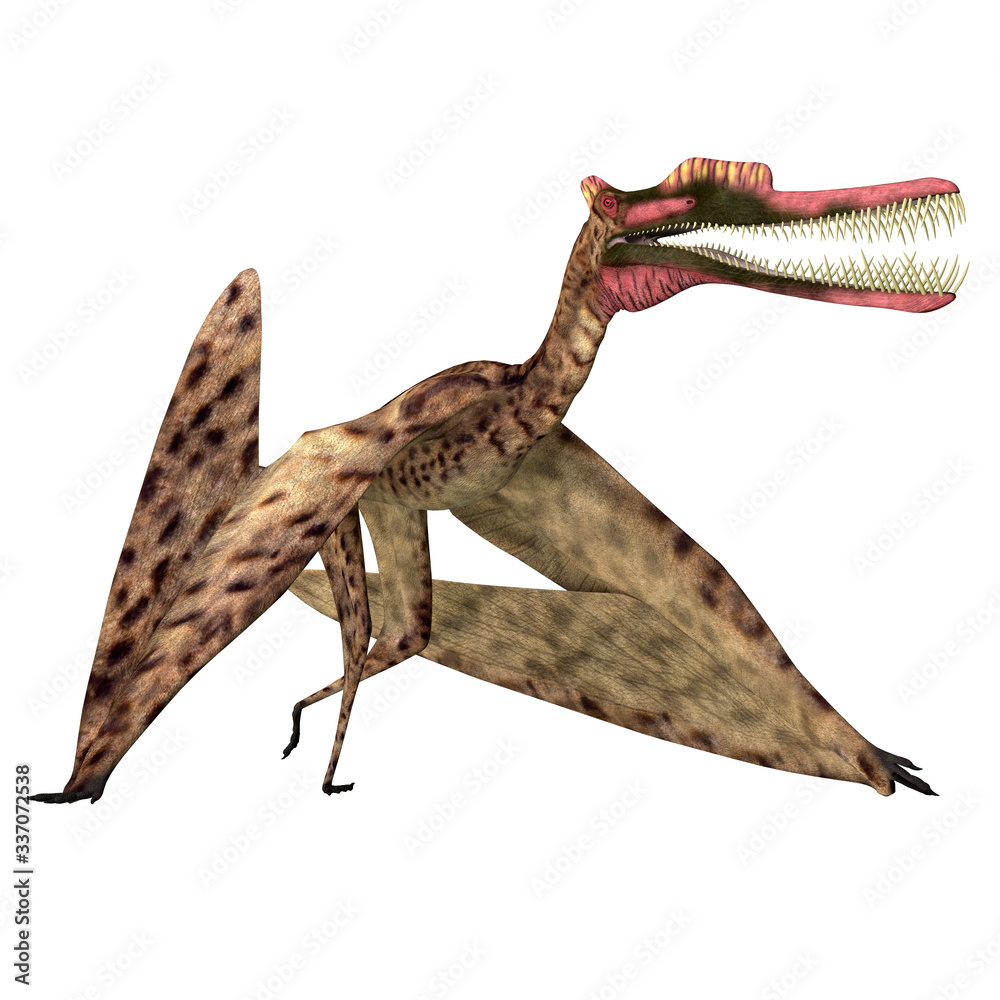 Zhenyuanopterus Pterosaur Walking - Zhenyuanopterus was a carnivorous ...