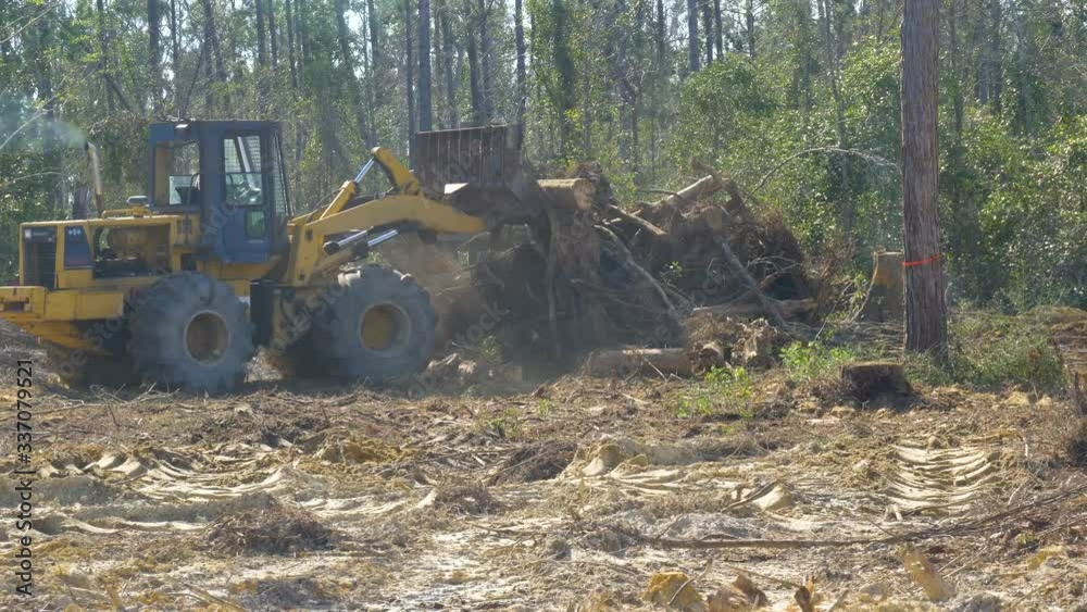 Front end loader pushes dead cut trees into a large pile to burn Stock ...