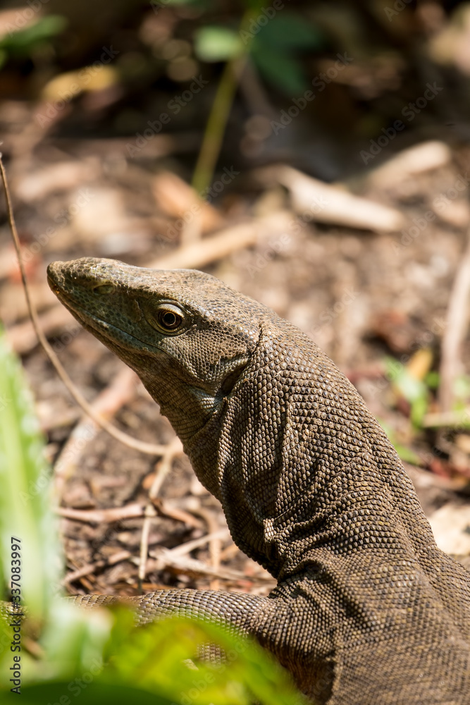 Head shot of a Bengal Monitor Lizard (varanus bengalensis) or common ...