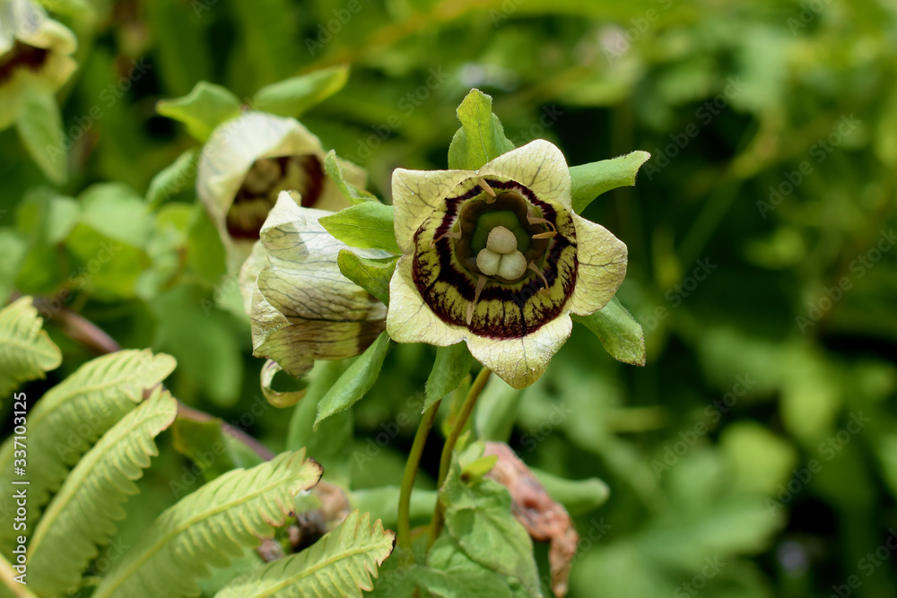 Codonopsis rotundifolia - rounleaf bellflower in valley of flowers ...