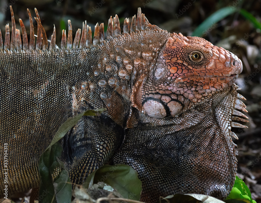 Head and forearms side of Face close up of a Green Iguana showing ...