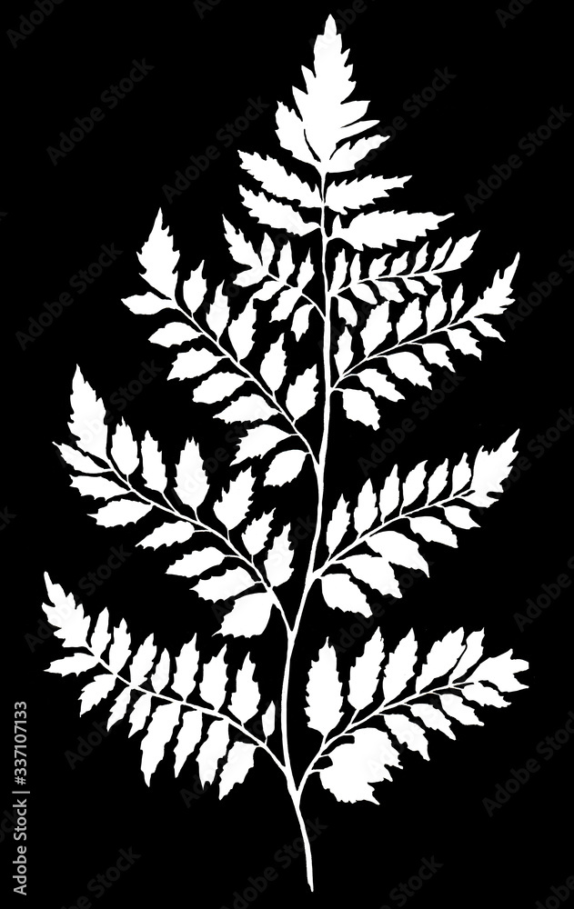 fern sprig with white leaves painted with white lines on a black ...