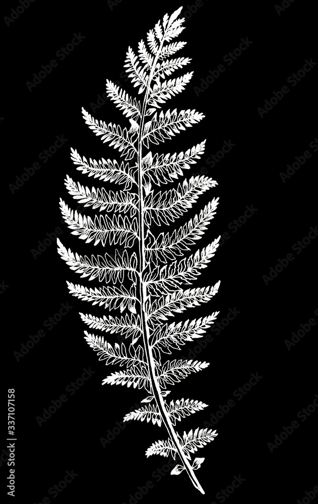fern sprig with white leaves painted with white lines on a black ...