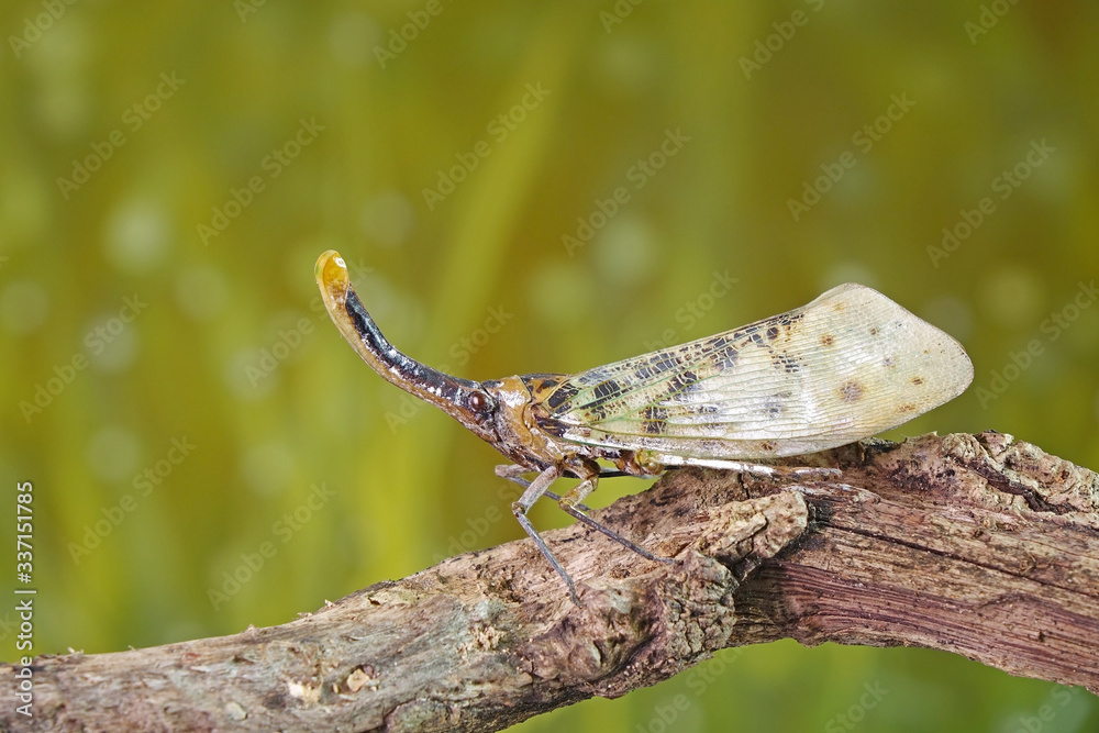 White wing Lantern-fly (Pyrops astarte) is a species of planthopper ...
