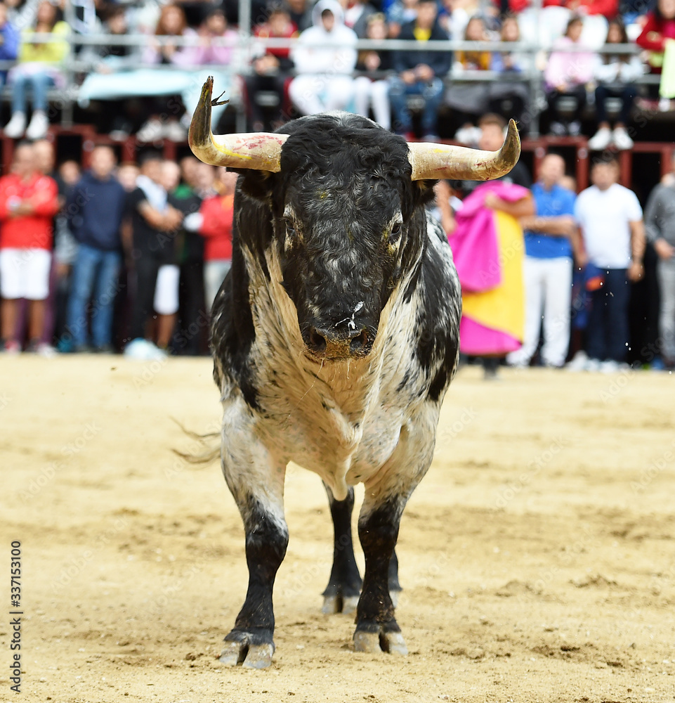 un toro bravo español con grandes cuernos en una plaza de toros en un ...