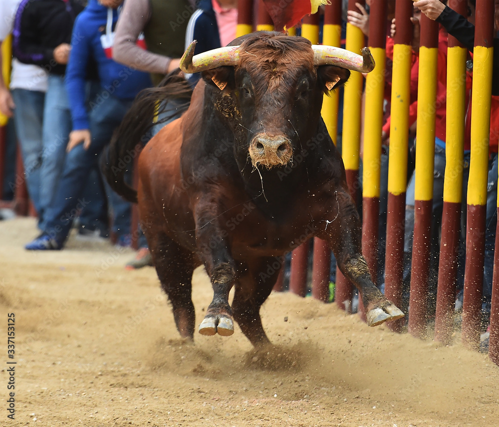un toro bravo español con grandes cuernos en una plaza de toros en un ...
