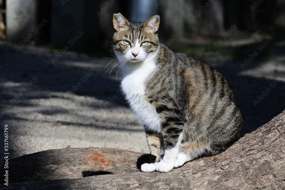 Handsome brown tabby cat catching the eyes of me through a finder ...