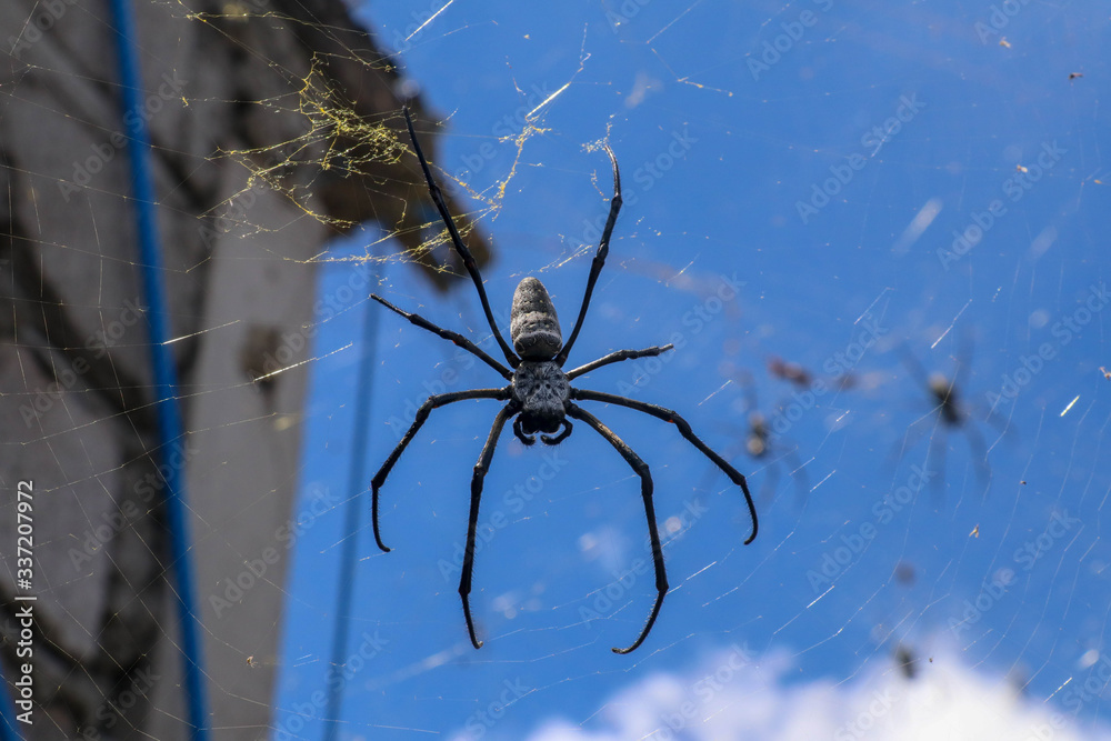Close up of big spiders on spider nets between walls and roofs of ...