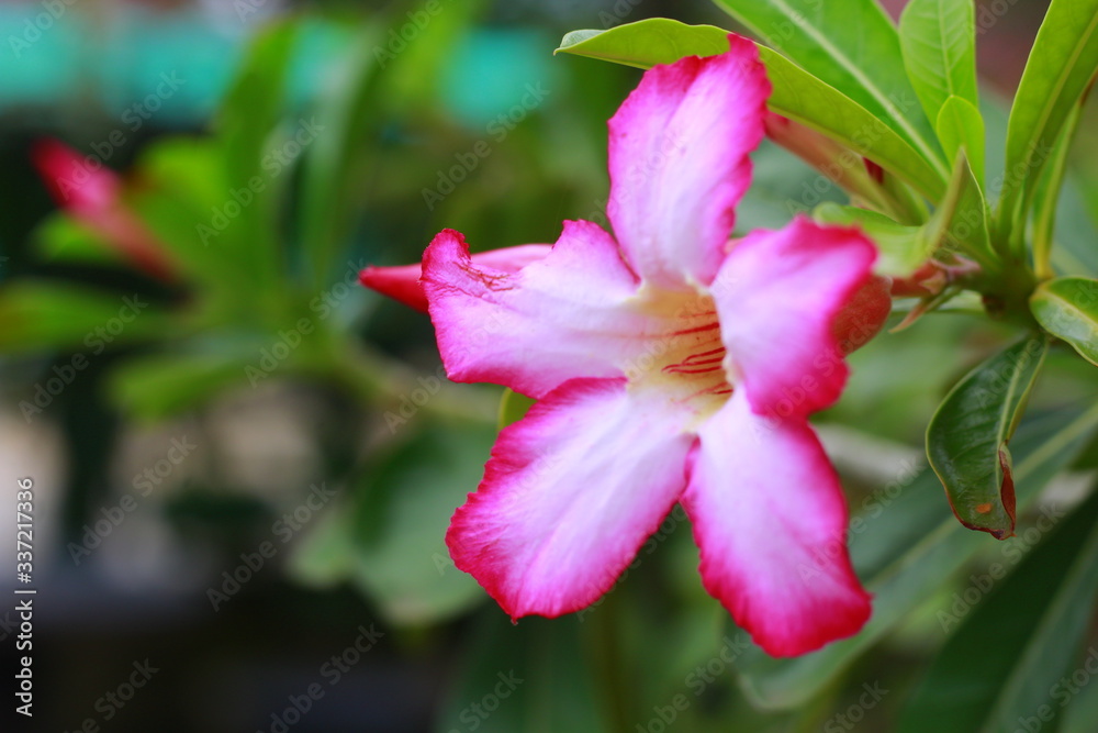 Pink Desert Rose flowers that grow in home gardens, natural beauty in ...