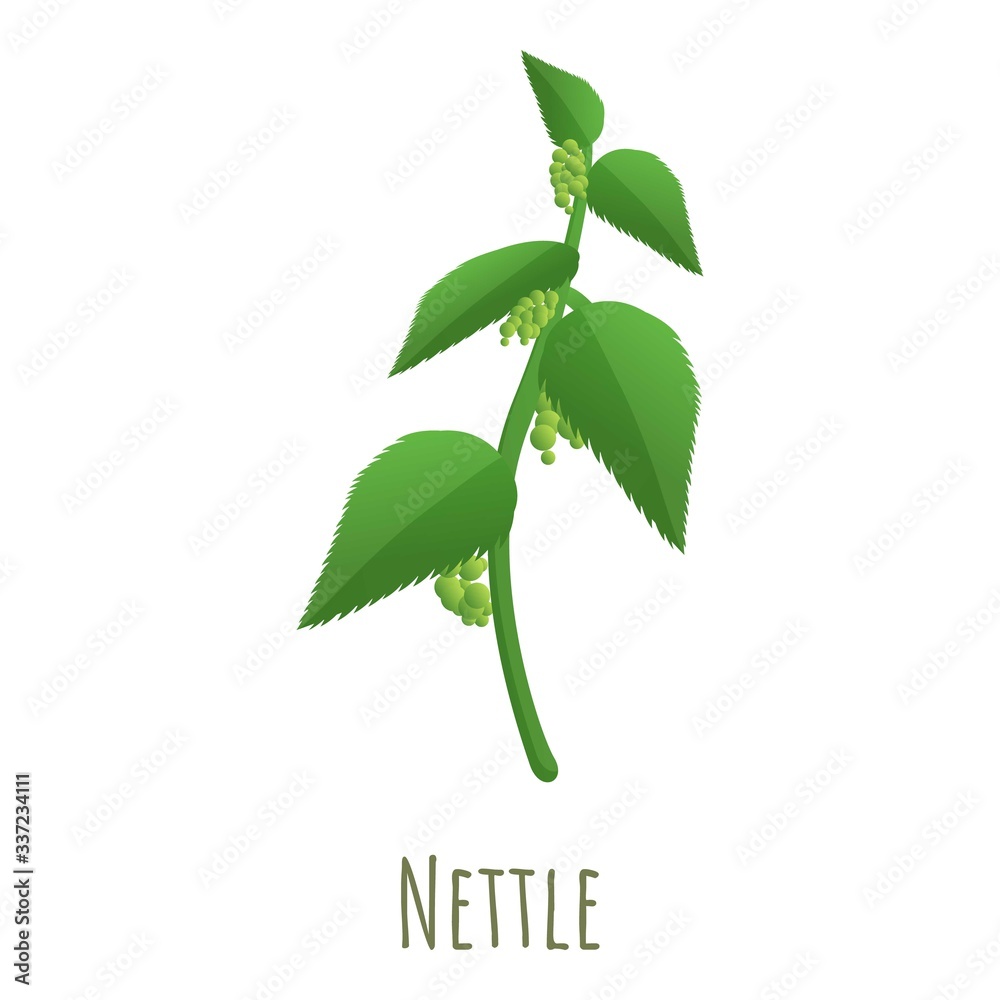 Nettle plant icon. Cartoon of nettle plant vector icon for web design ...
