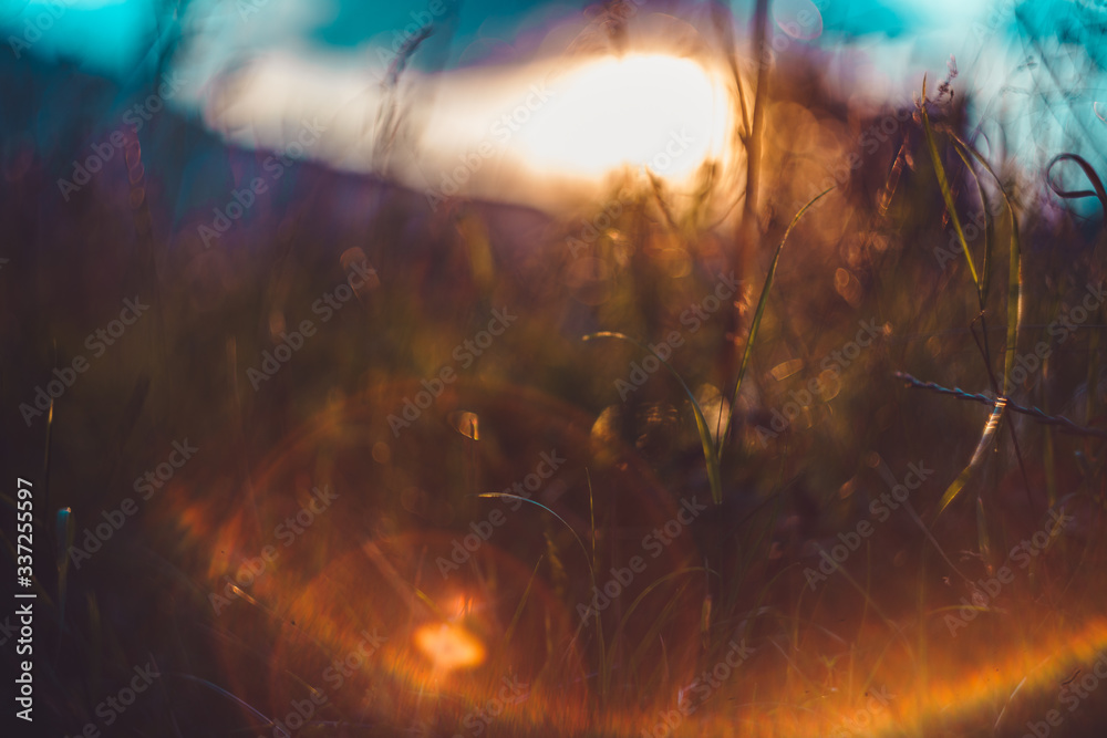 Beautiful summer golden sunset behind a green grass field with yellow ...