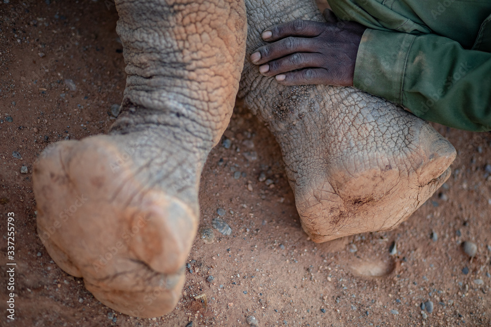rhino feet Stock Photo | Adobe Stock