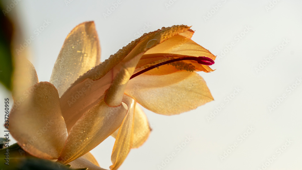 Pink flower with a beautiful long stamen on a bright yellow background ...