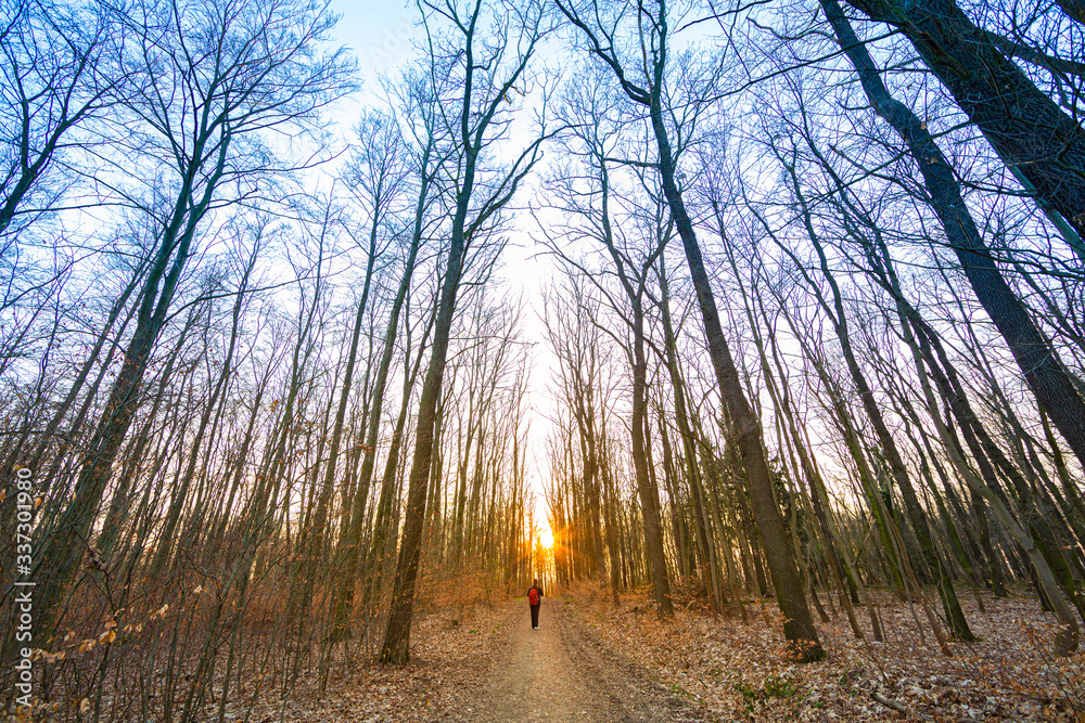 Lady walks on a path in the forest with the sun setting behind the old ...