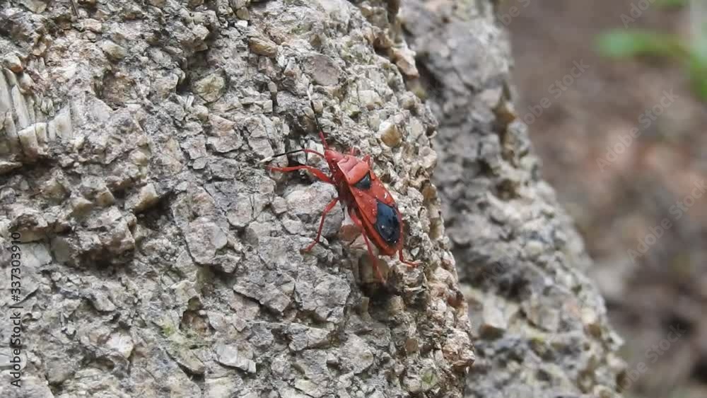 Beetle bugs Pyrrhocoris apterus. Many firebugs on a tree in different ...