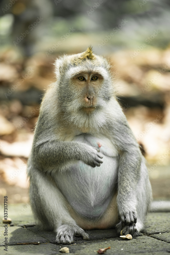 A long-tailed macaque is sitting in the Ubud Monkey Forest. The Ubud ...