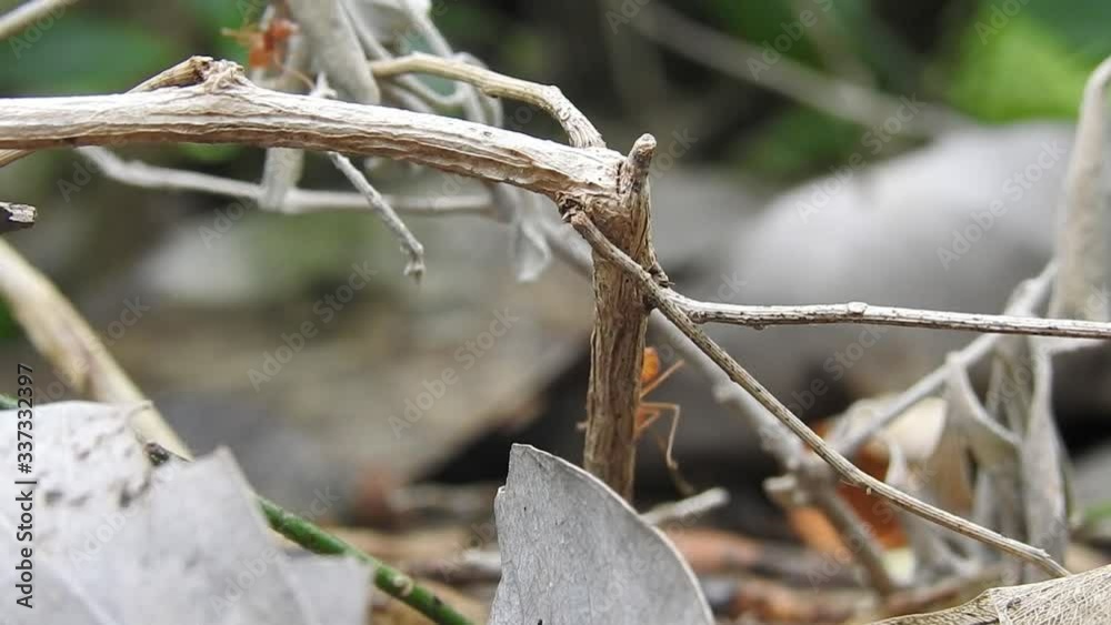 Ant climbing on branch tree. Many red ants are reconnaissance on mango ...